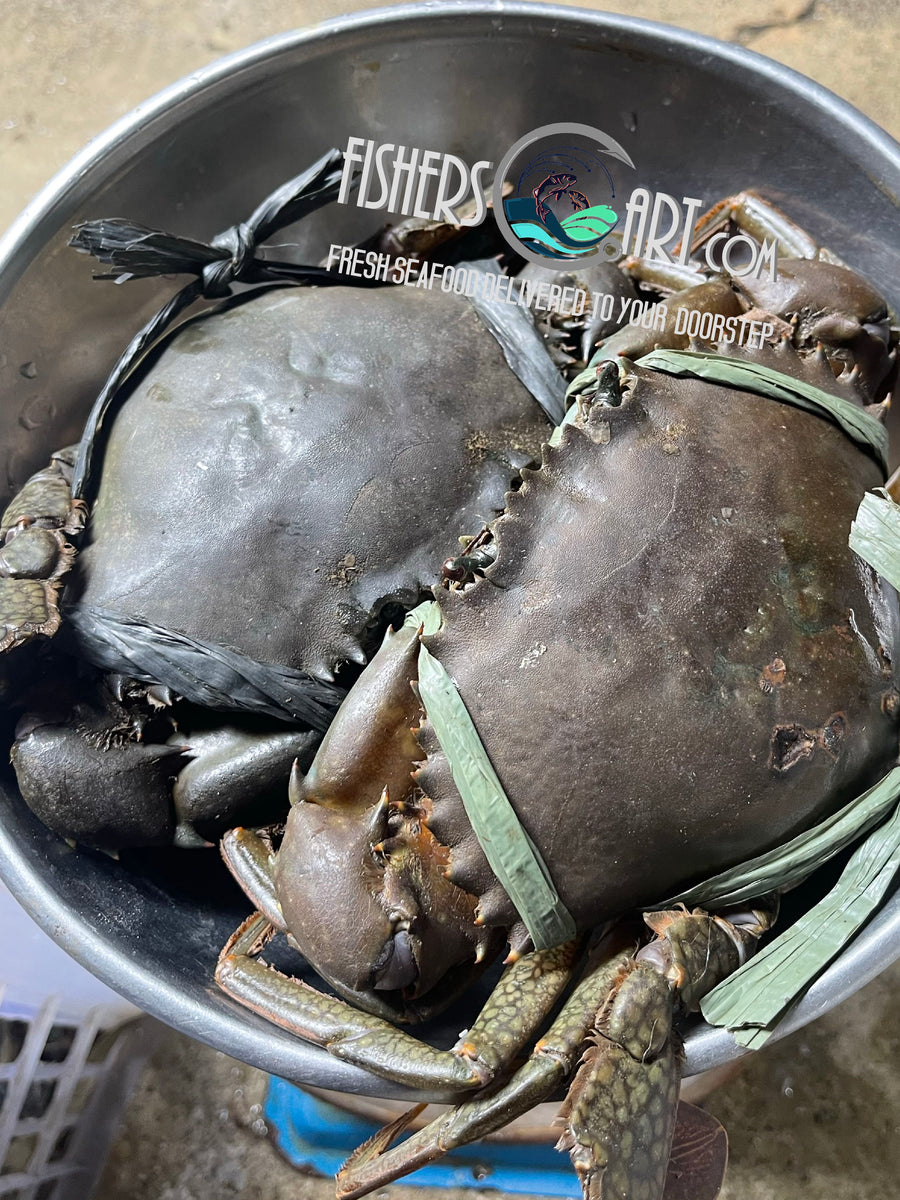 Fresh Alimango (~1kg) – Fisherscart Seafood Store