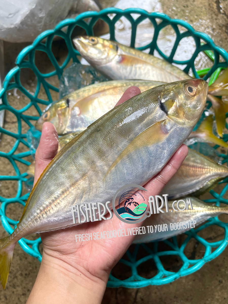 Fresh Salay Batang (~1kg) – Fisherscart Seafood Store