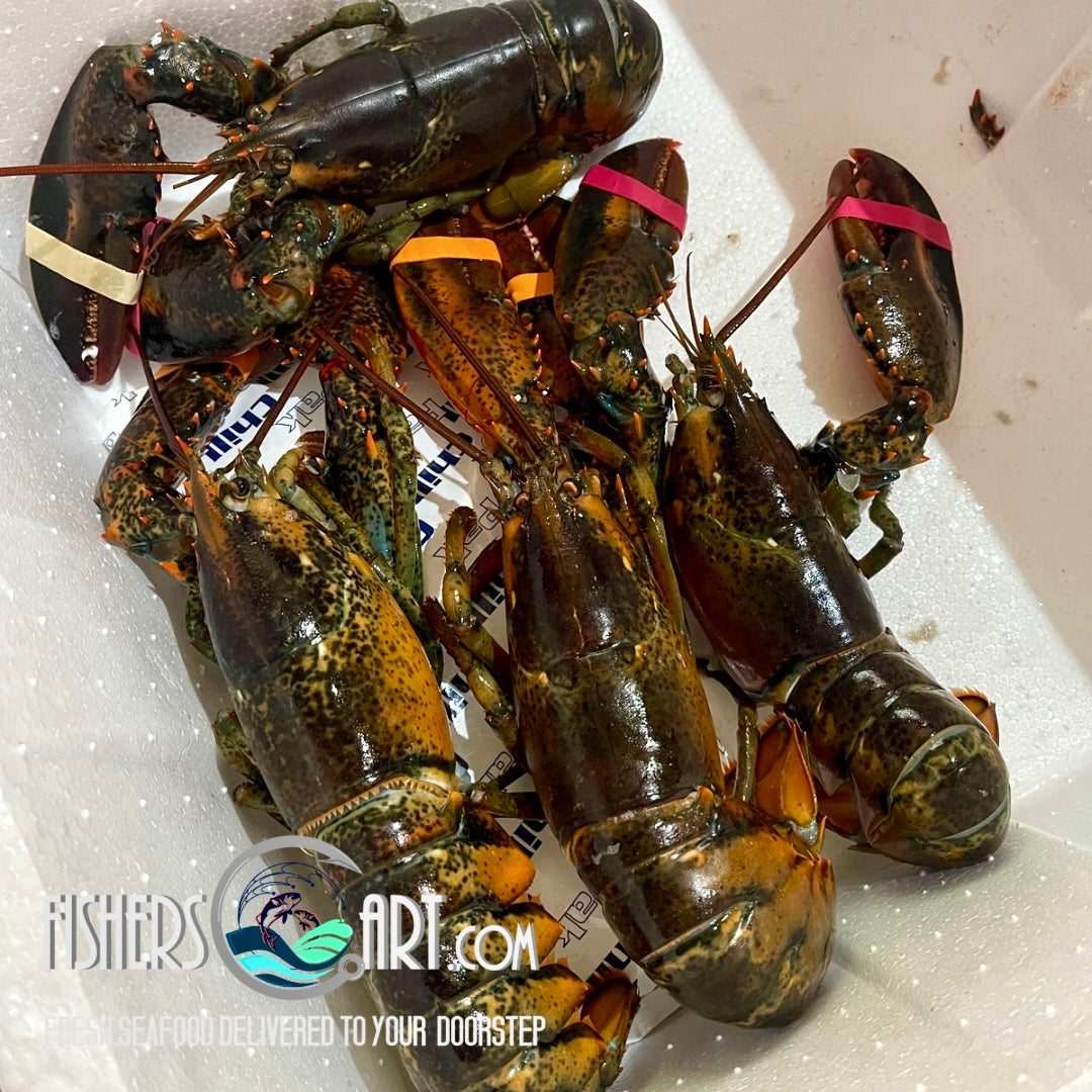 Fresh Boston Lobster (~1kg: 1-2 pcs) – Fisherscart Seafood Store