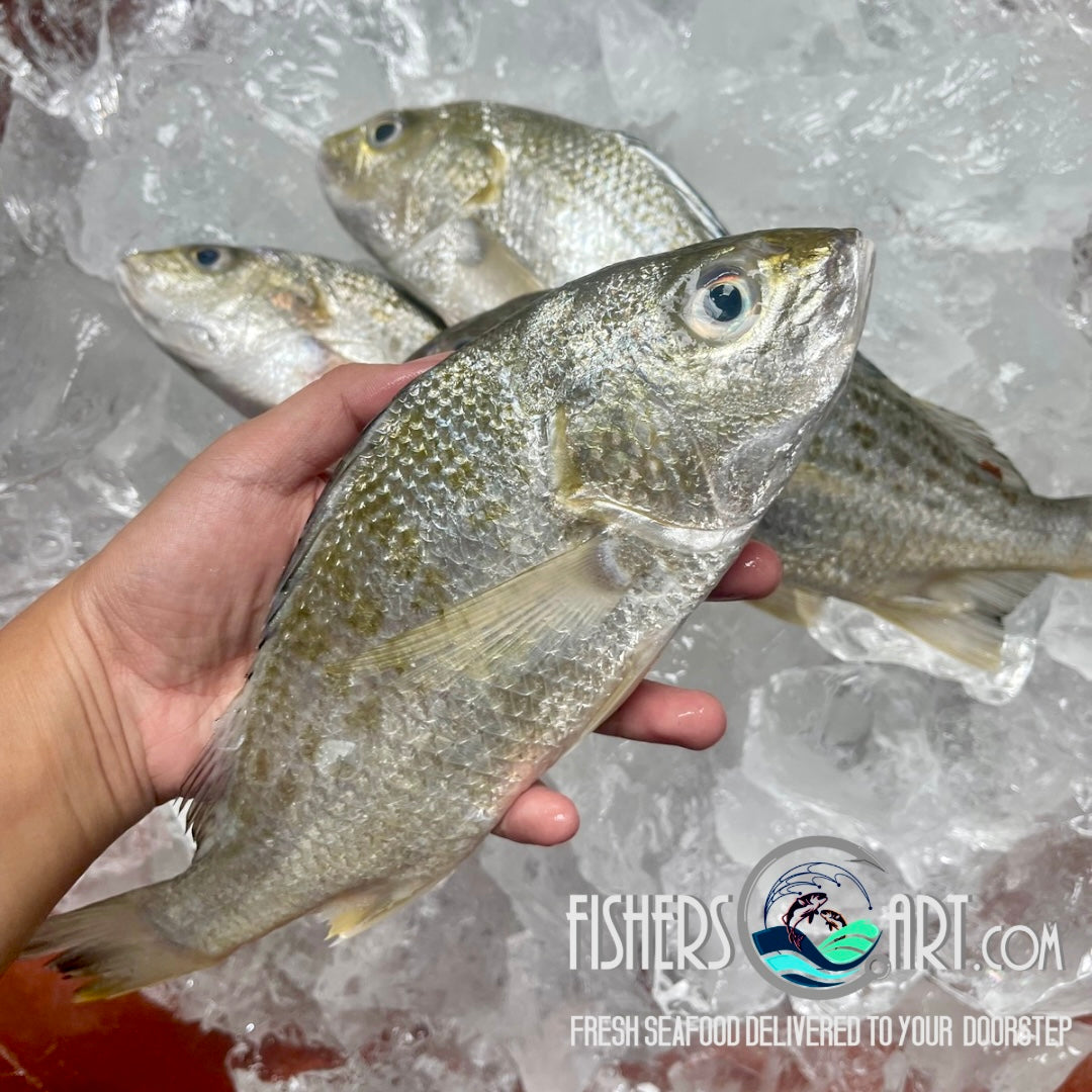 Fresh Agoot (~1kg) – Fisherscart Seafood Store