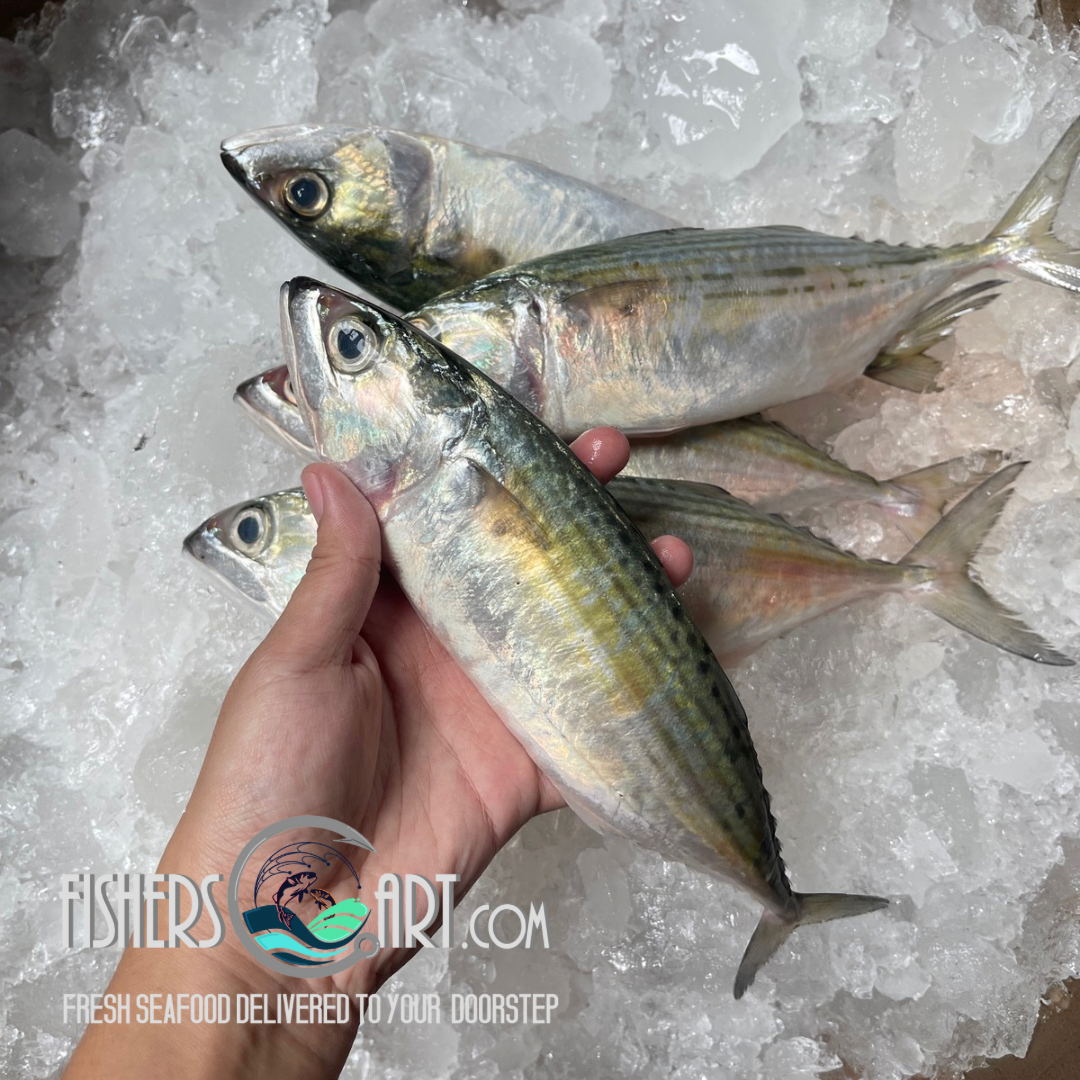 Fresh Alumahan (~1kg) – Fisherscart Seafood Store