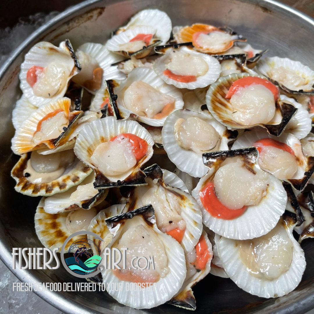 Fresh Half-Shell Scallops (~1kg) – Fisherscart Seafood Store
