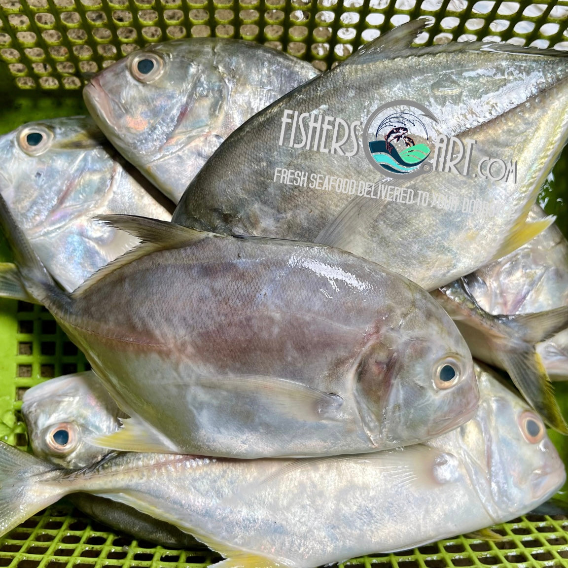 Fresh Talakitok (~1kg) – Fisherscart Seafood Store