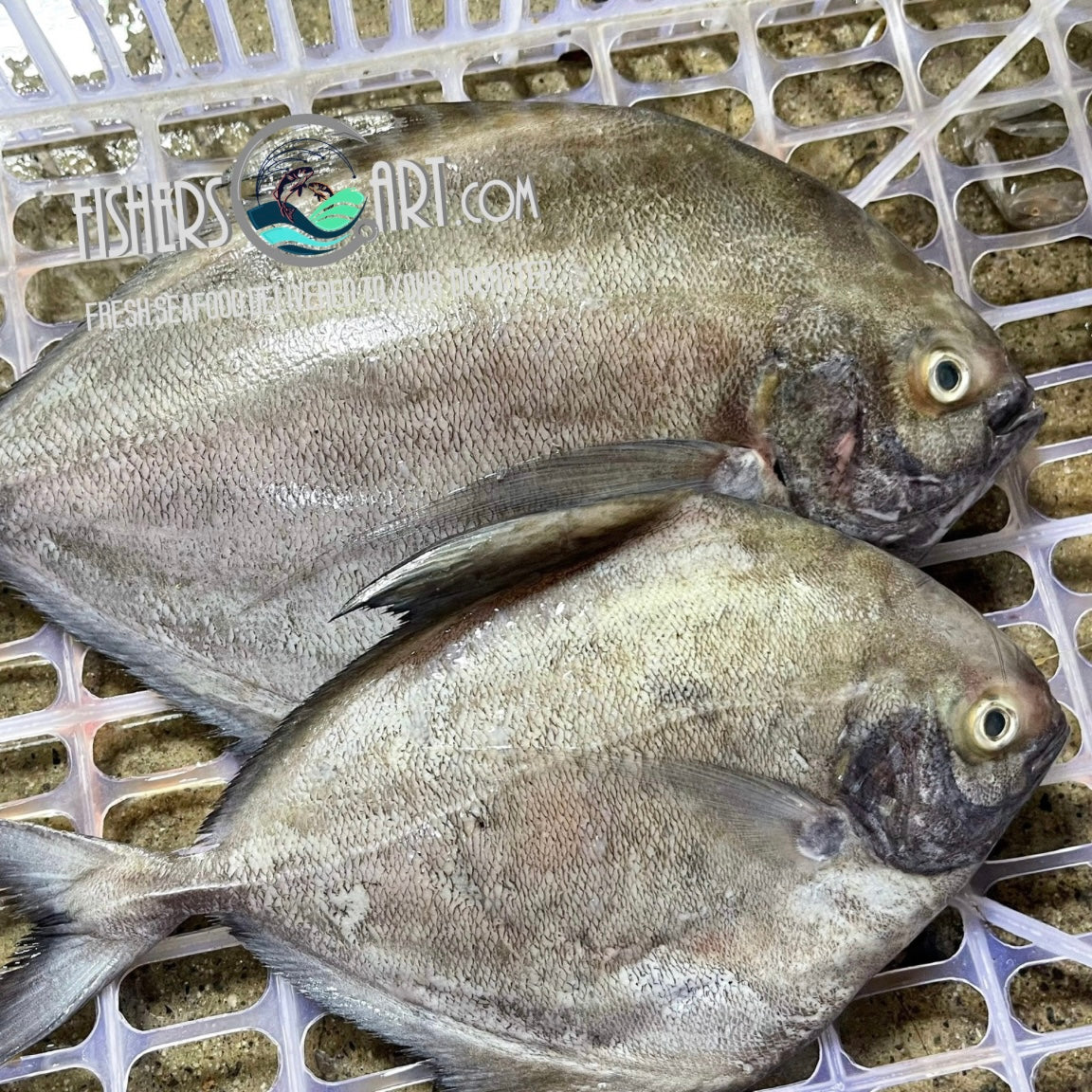 Fresh Black Pampano (~1kg) – Fisherscart Seafood Store
