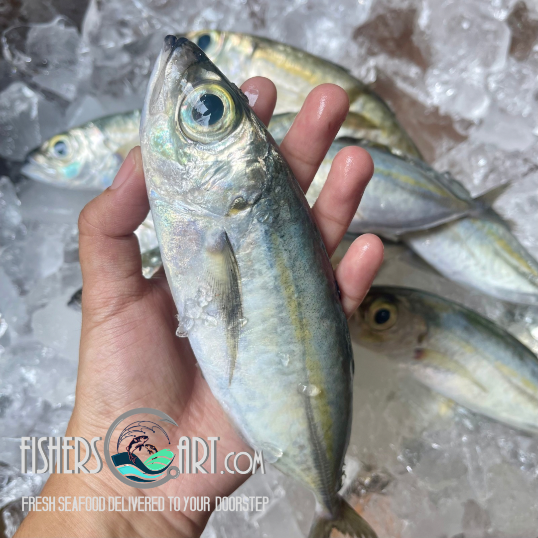 Fresh Matangbaka (~1kg) – Fisherscart Seafood Store