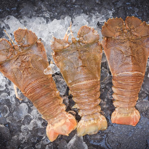 Fresh Lobster Pitik (~1kg) – Fisherscart Seafood Store