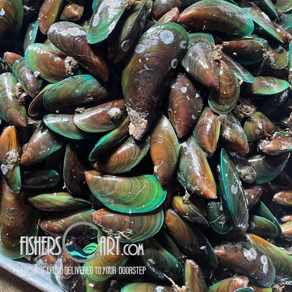Fresh Tahong (~1kg) – Fisherscart Seafood Store