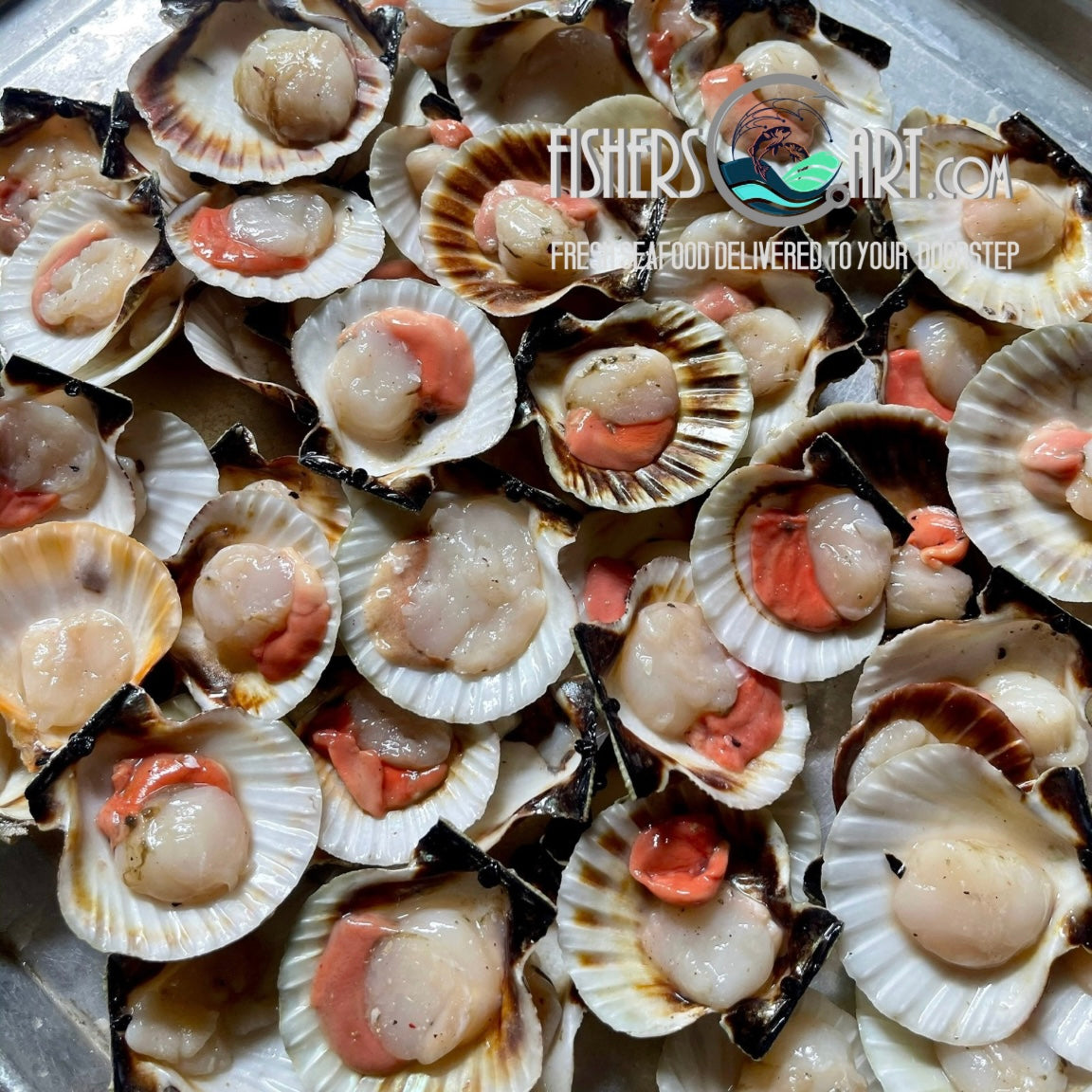 Fresh Half-Shell Scallops (~1kg) – Fisherscart Seafood Store