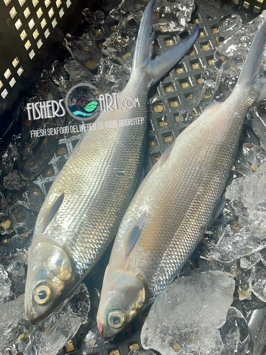 Fresh Bangus (~1kg) – Fisherscart Seafood Store