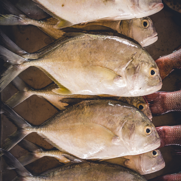 Fresh Talakitok (~1kg) – Fisherscart Seafood Store