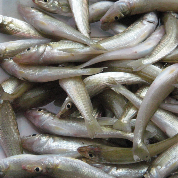 asohos_grande.png?v=1696349650