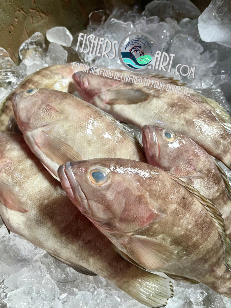 Fresh Ulpot Lapu-Lapu (~1kg) – Fisherscart Seafood Store