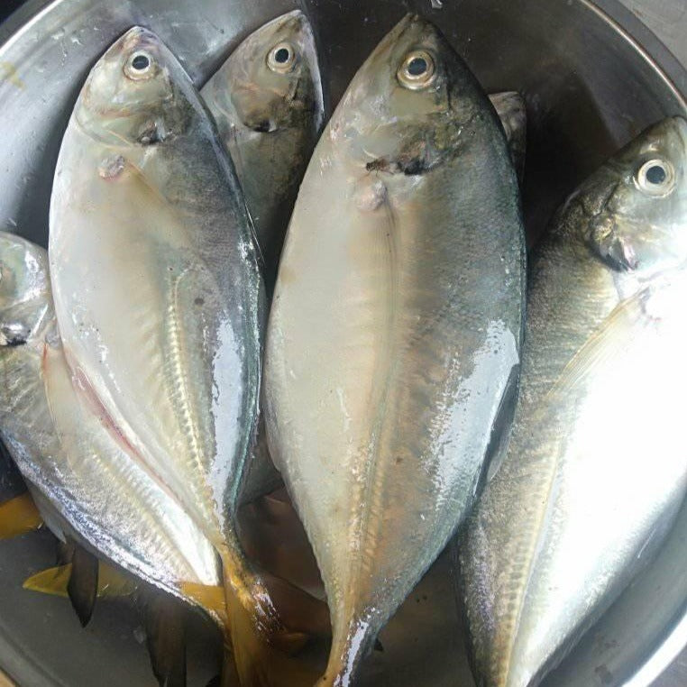 Fresh Salenga (~1kg) – Fisherscart Seafood Store