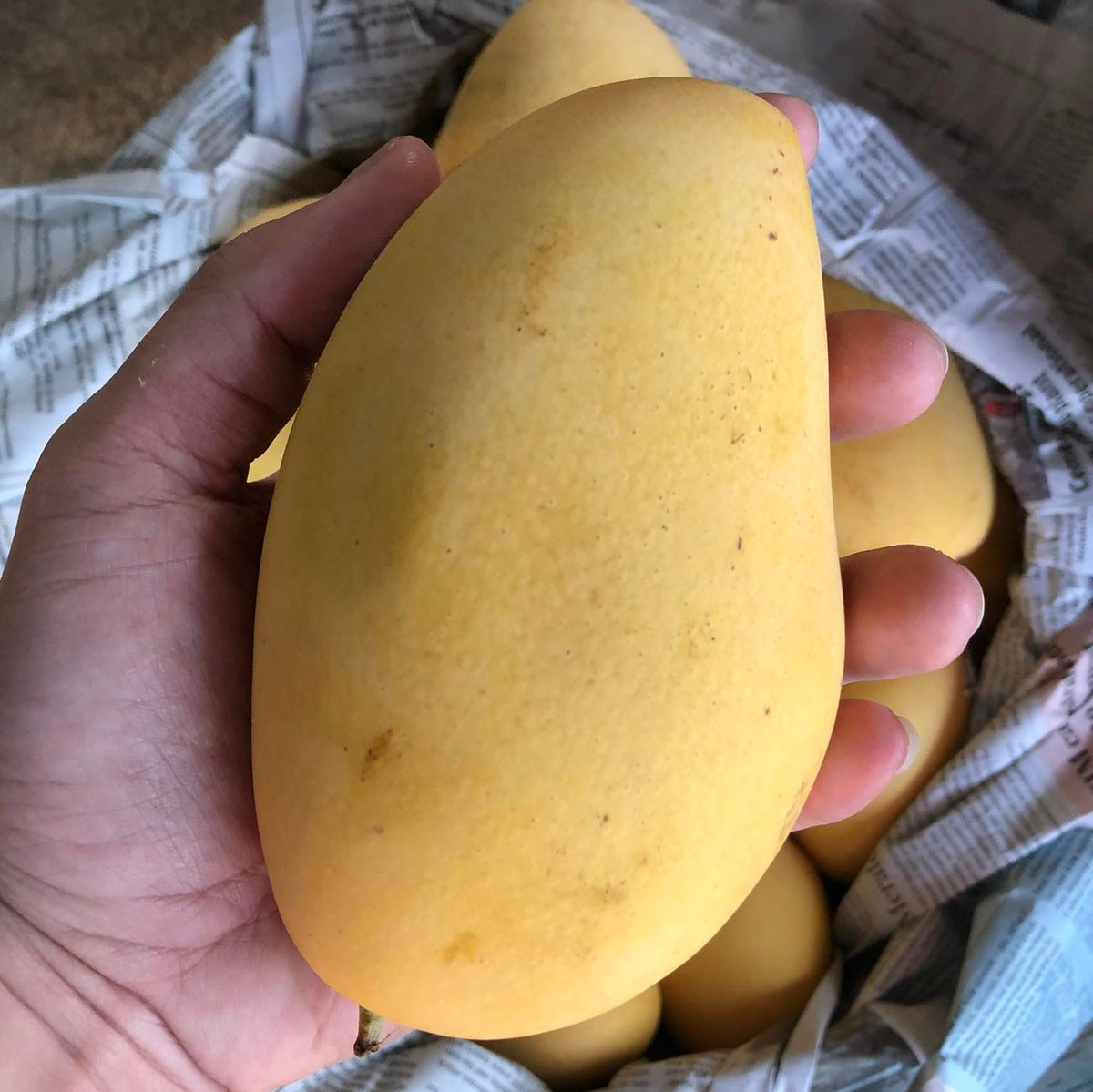 Fresh Manggang Kalabaw (~1kg) – Fisherscart Seafood Store