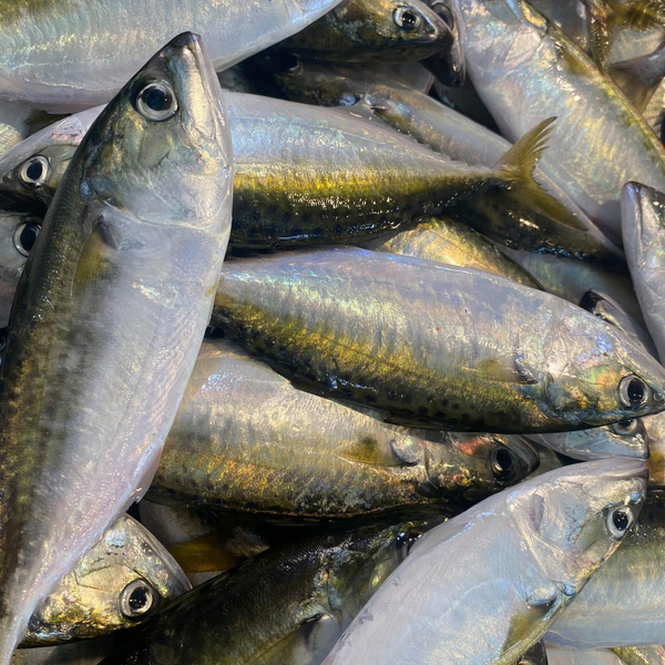 Fresh Hasa-Hasa (~1kg) – Fisherscart Seafood Store