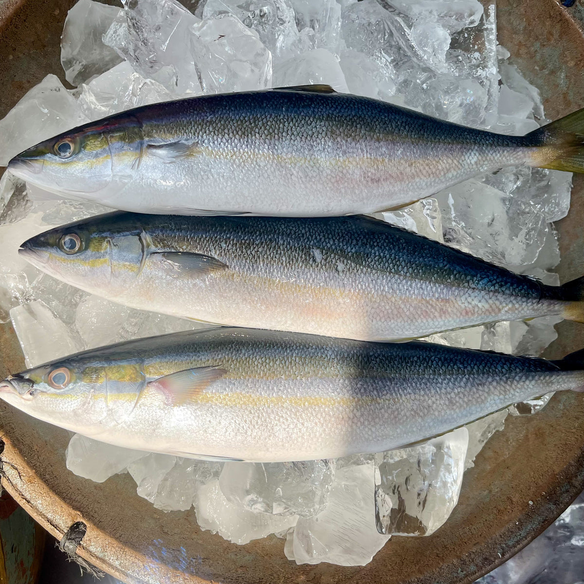 Fresh Local Salmon (~1kg) – Fisherscart Seafood Store