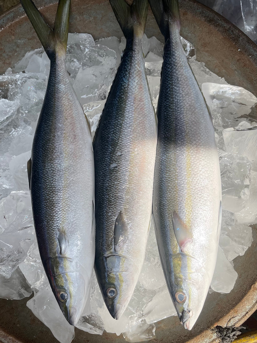 Fresh Local Salmon (~1kg) – Fisherscart Seafood Store