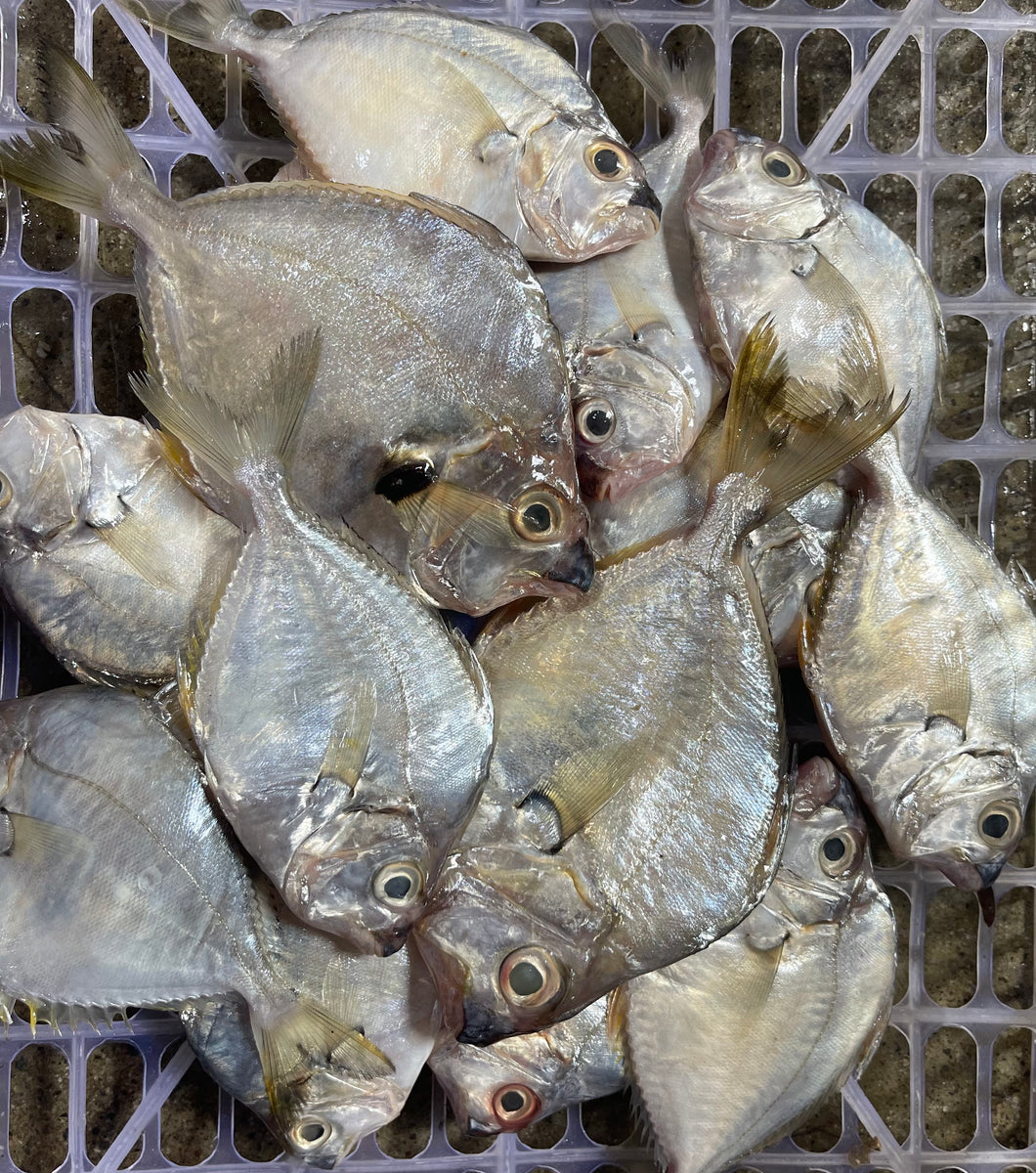 Fresh Sapsap (~1kg) – Fisherscart Seafood Store