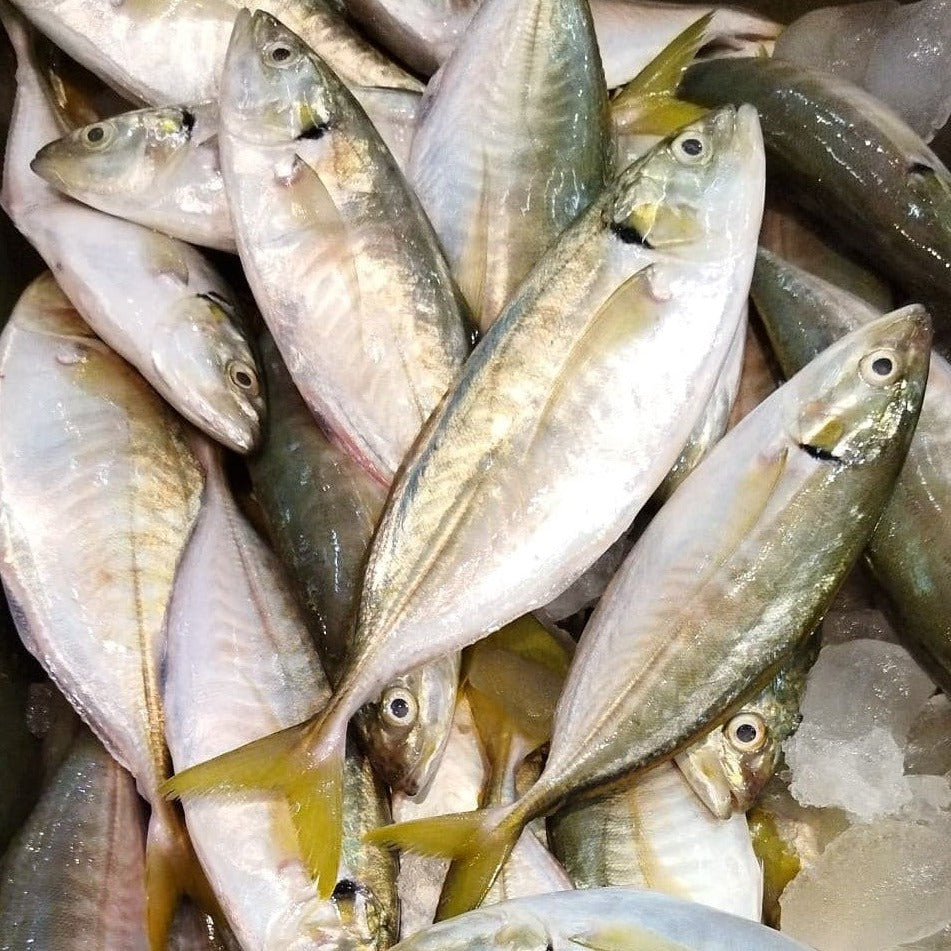 Fresh Salay Batang (~1kg) – Fisherscart Seafood Store